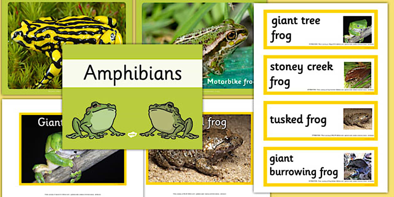 Australian Amphibians pack (teacher made) - Twinkl
