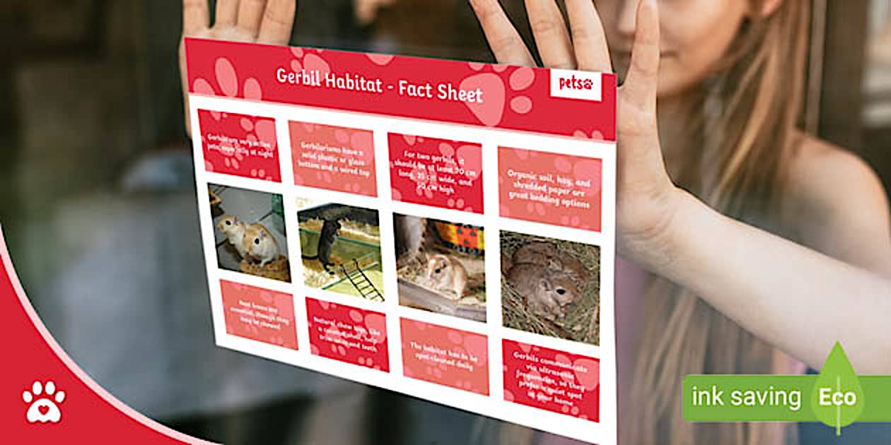 Gerbil Habitat - Fact Sheet - Pet Care - Twinkl