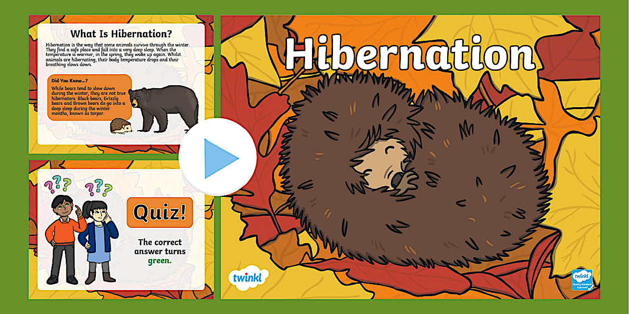 Animals that Hibernate: Hibernation PowerPoint - Twinkl