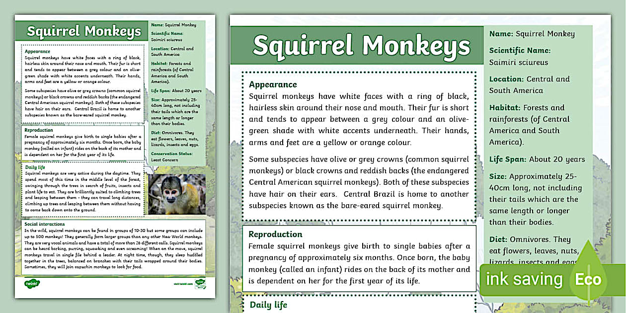 KS2 Squirrel Monkey Fact File (teacher made) - Twinkl