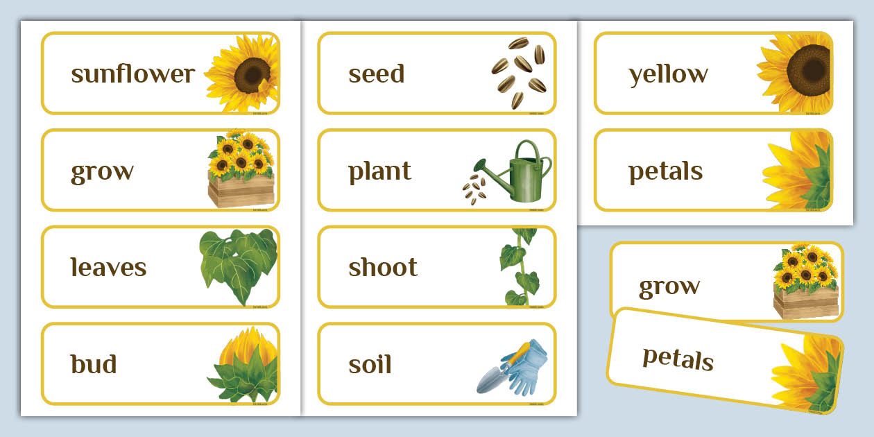 Sunflower-Themed Sunflower Lifecycle Word Cards