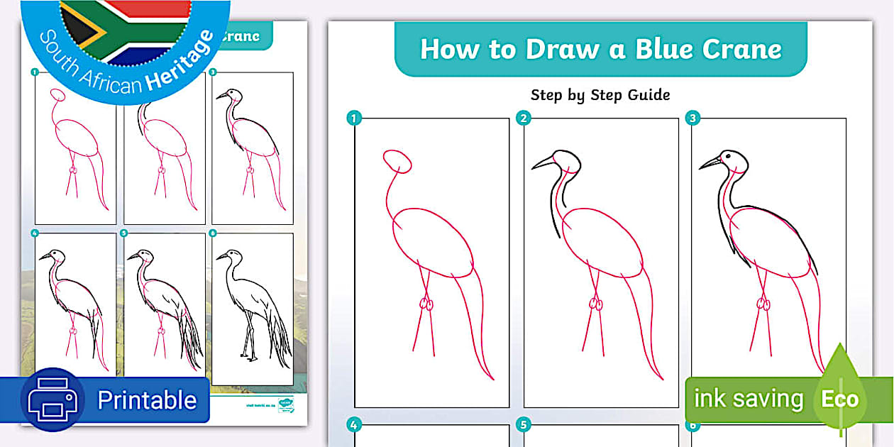 How to Draw a Blue Crane - Step-By-Step Guide (teacher made)
