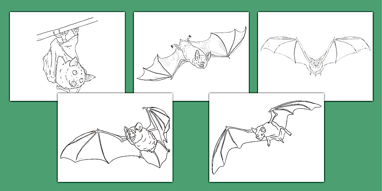 Bats Coloring Sheets