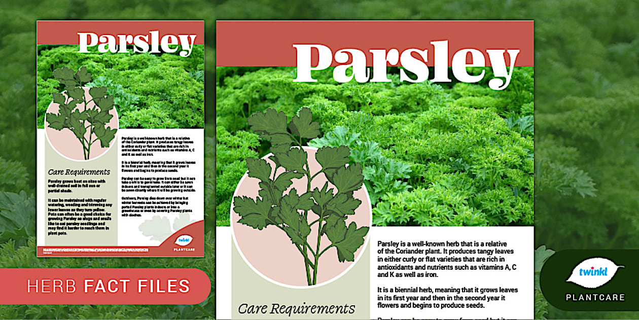 Herb Fact File: Parsley - KS2 - Plant Care (teacher made)