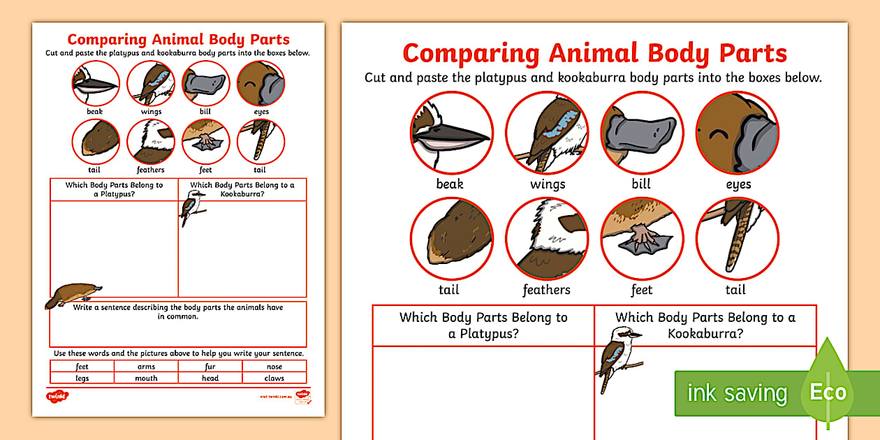 Comparing Animal Body Parts Worksheet - Twinkl
