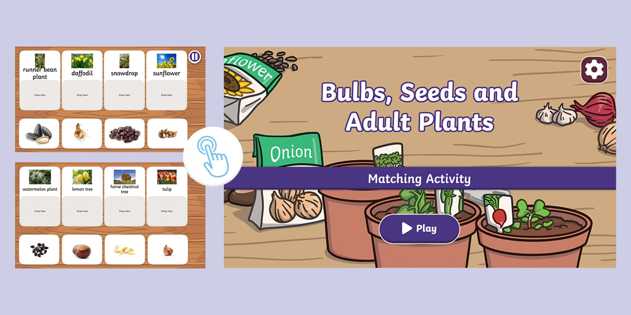 Bulbs, Seeds and Adult Plants Matching Activity Game