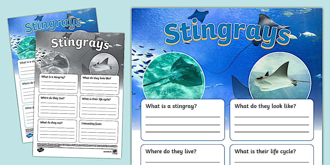 Stingray Fact File Template (Teacher-Made) - Twinkl