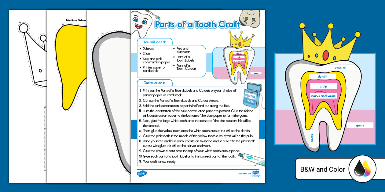 Parts of a Tooth Craft for PK-K (teacher made) - Twinkl