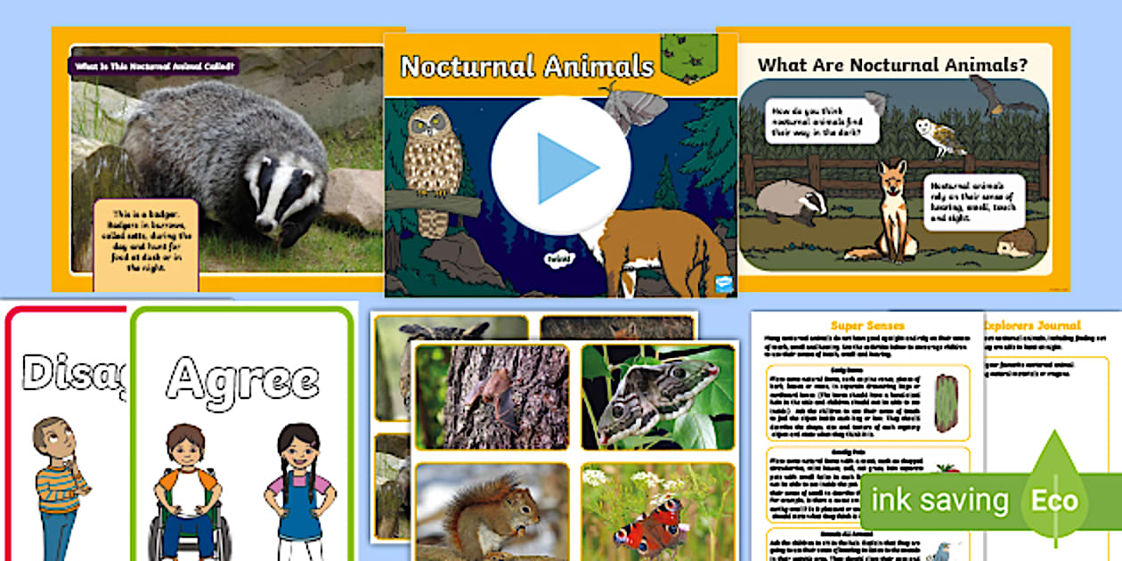 Outdoor Explorers KS1 Summer Lesson 4 Nocturnal Animals