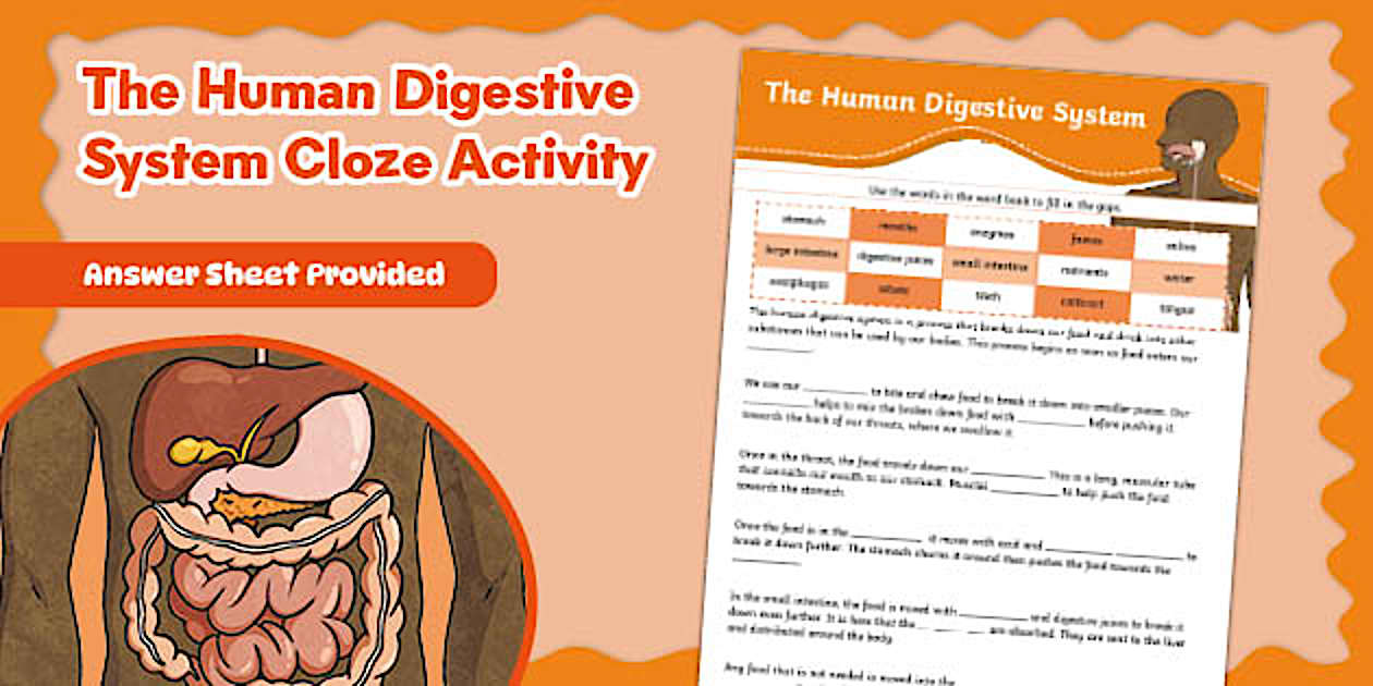 The Human Digestive System Cloze Activity