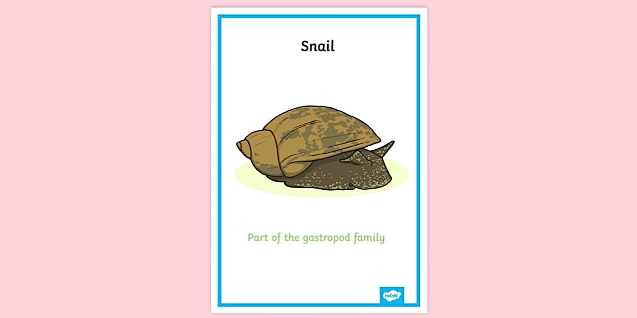Poster of a Snail Classroom Display | Primary Resources