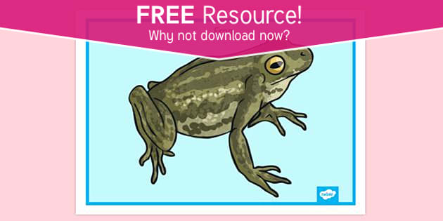 FREE! - Printable Frog Display Poster | Primary Resources