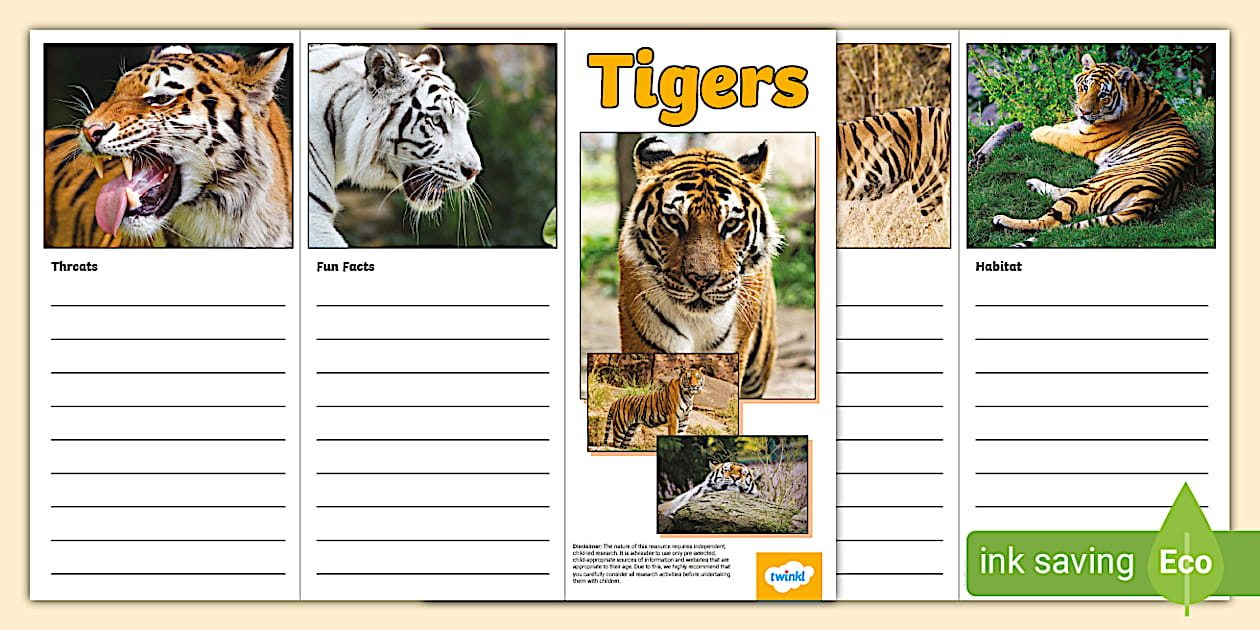 Tigers Information Leaflet Template (teacher made) - Twinkl