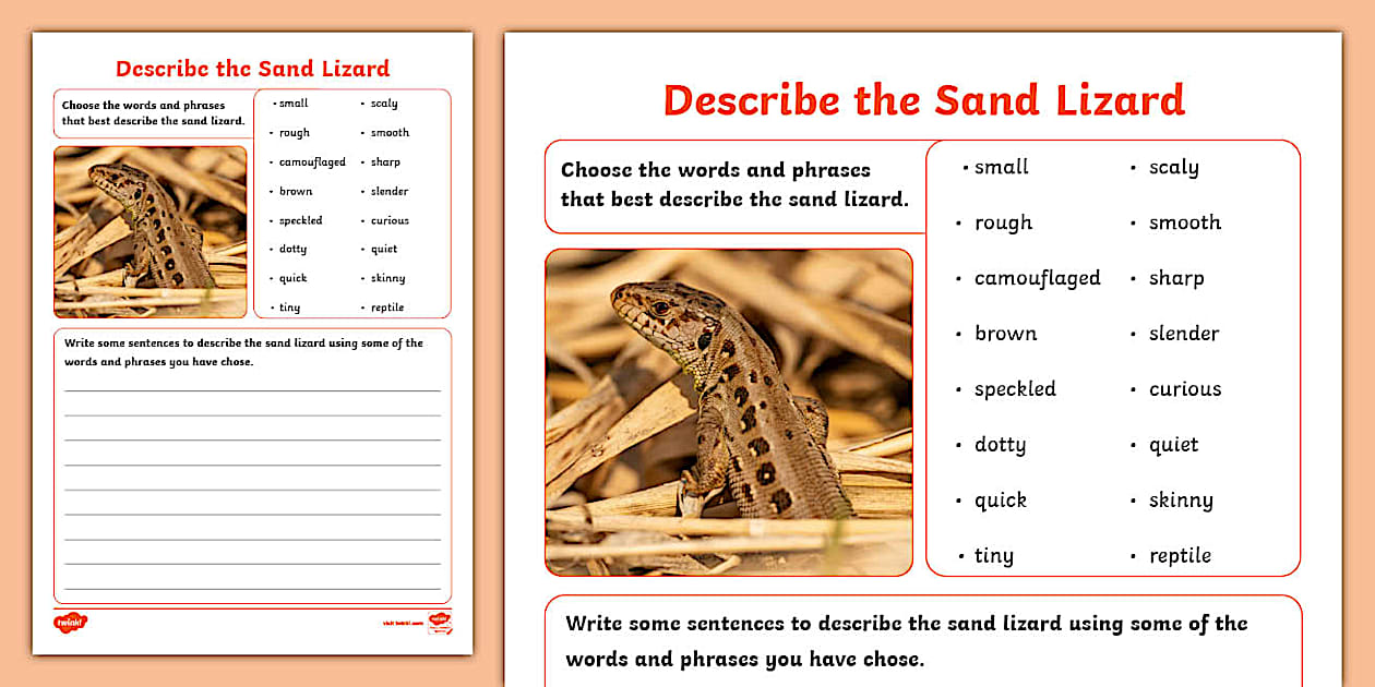 Sand Lizard Worksheet (teacher made) - Twinkl