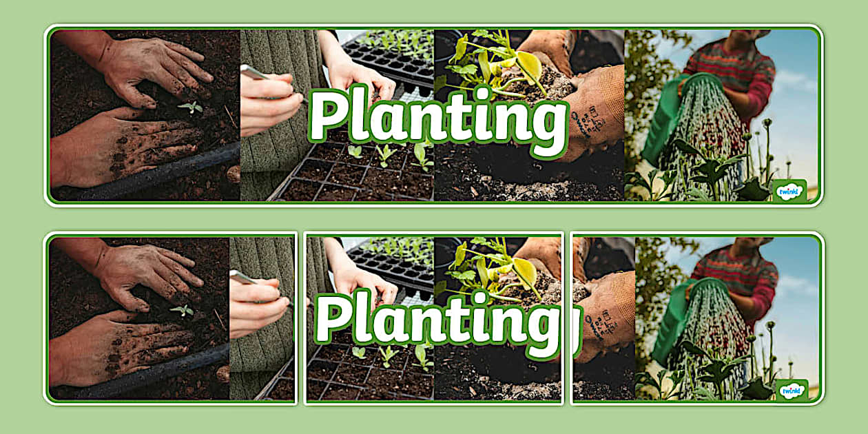Planting Display Banner - KS1 (teacher made) - Twinkl