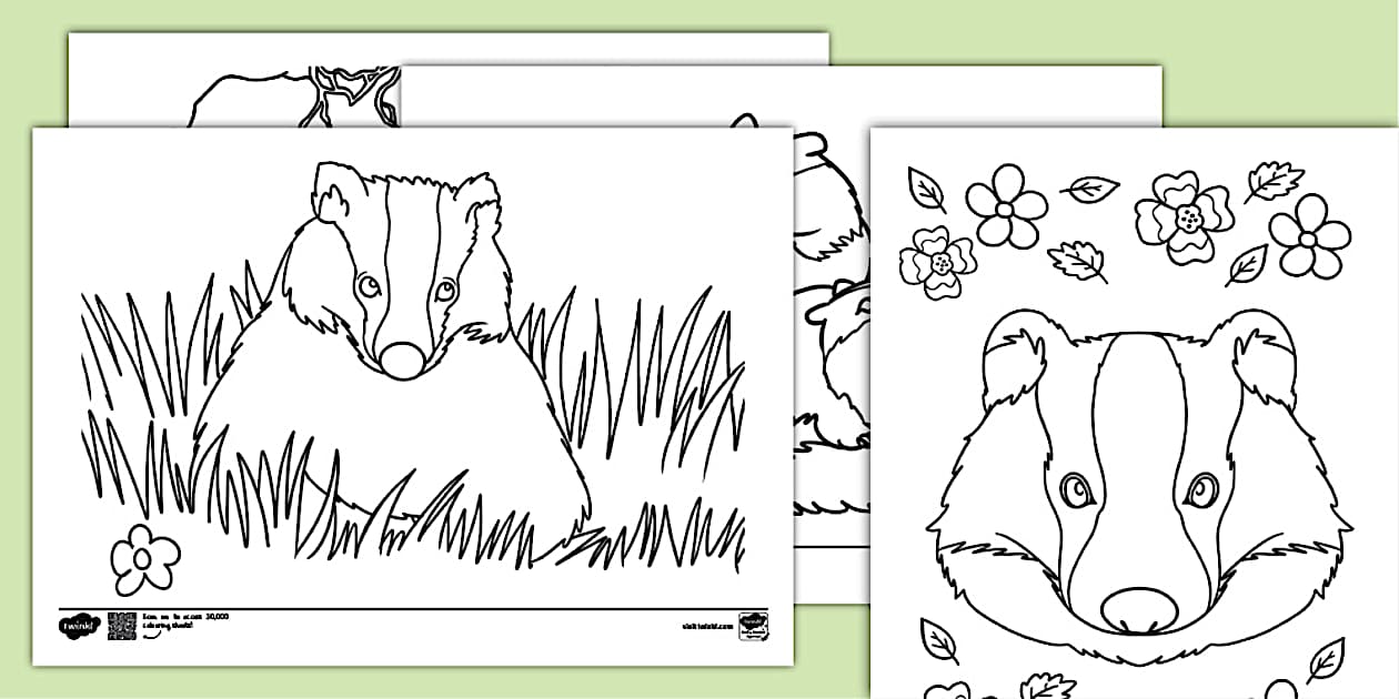 Badger Colouring Pages - Twinkl Colouring (teacher made)