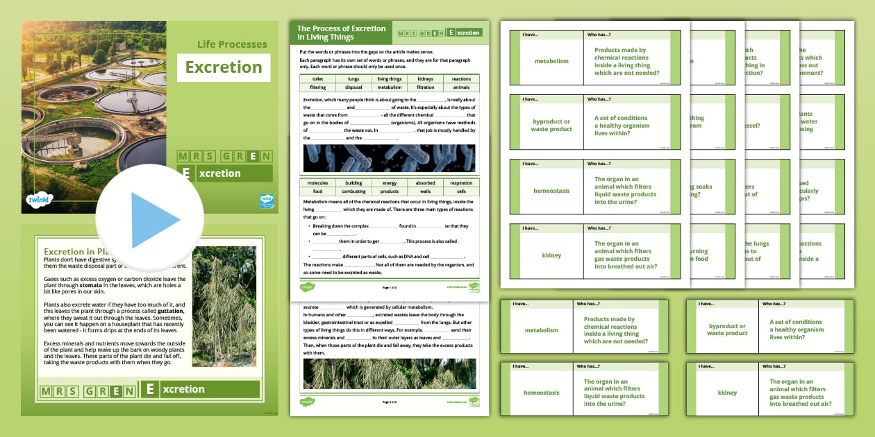 Year 5-8 Life Processes - Excretion Pack (teacher made)