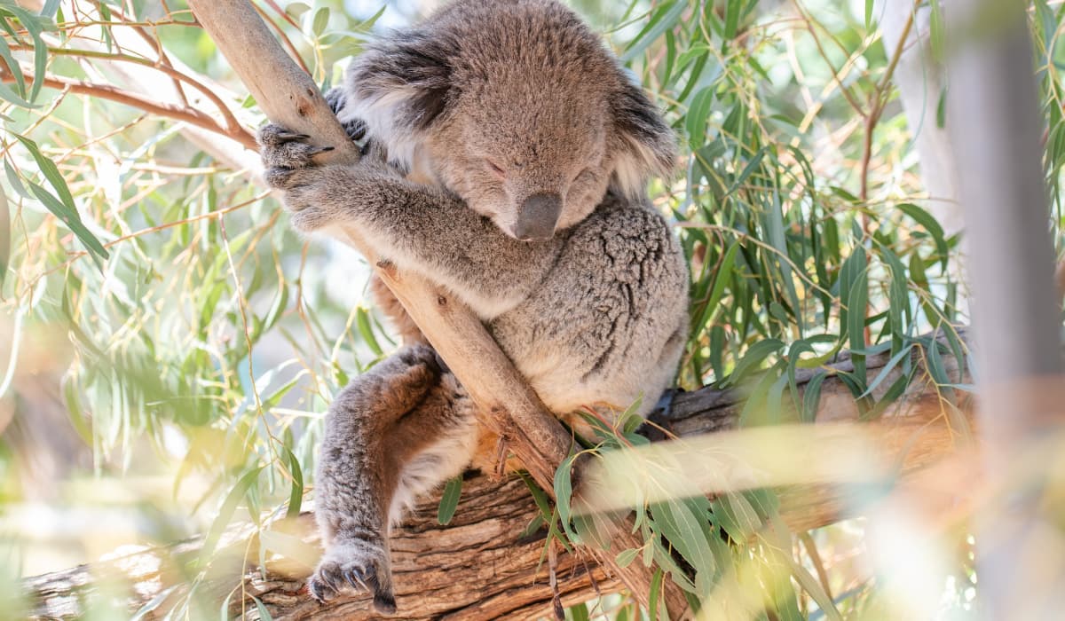 Solar-Powered Tags to Help Save Koalas - Twinkl NewsRoom