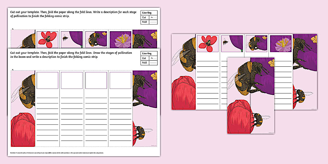 Pollination Folding Comic Strip Template (Teacher-Made)