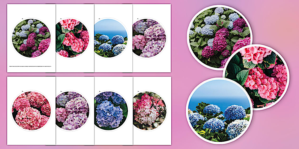 Hydrangea Circle Display Photo Cut-Outs (teacher made)