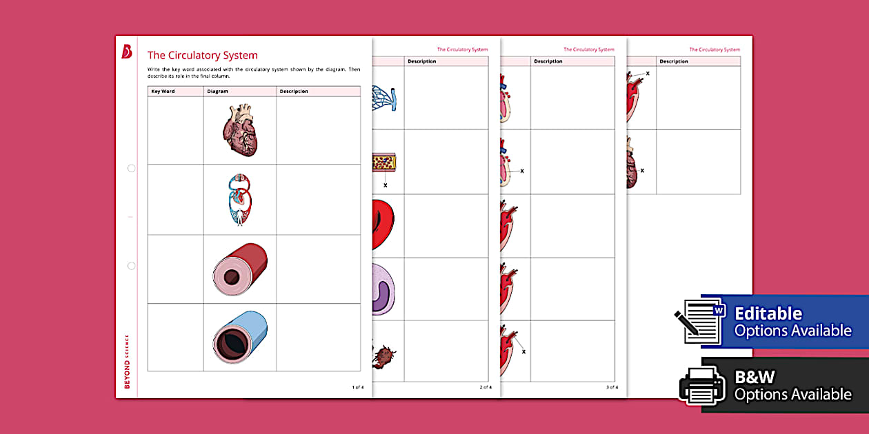 Circulatory System Worksheet | Biology | Beyond Science