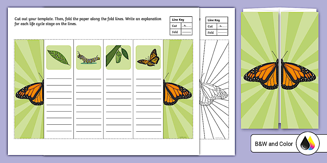 Monarch Butterfly Life Stages Foldable Worksheet for 3rd-5th