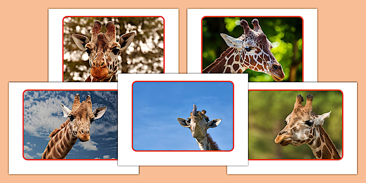 Giraffe Faces Photo Pack (Teacher-Made) - Twinkl