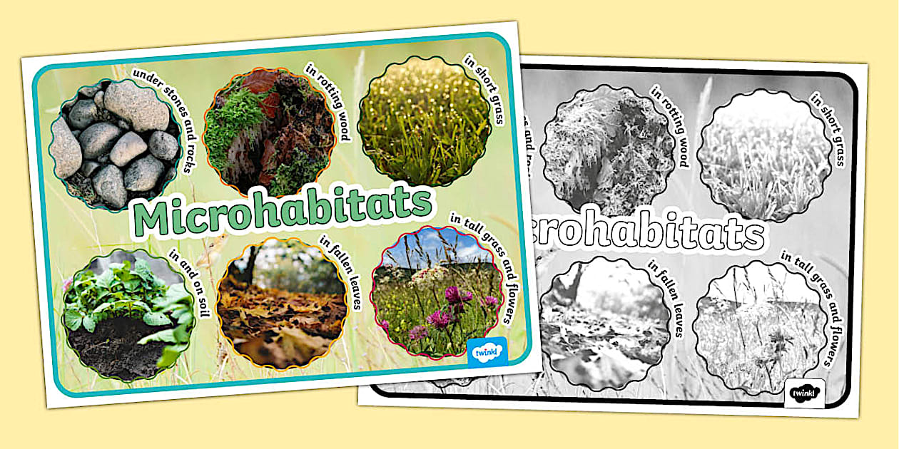 Microhabitats Photo Display Poster (teacher made) - Twinkl