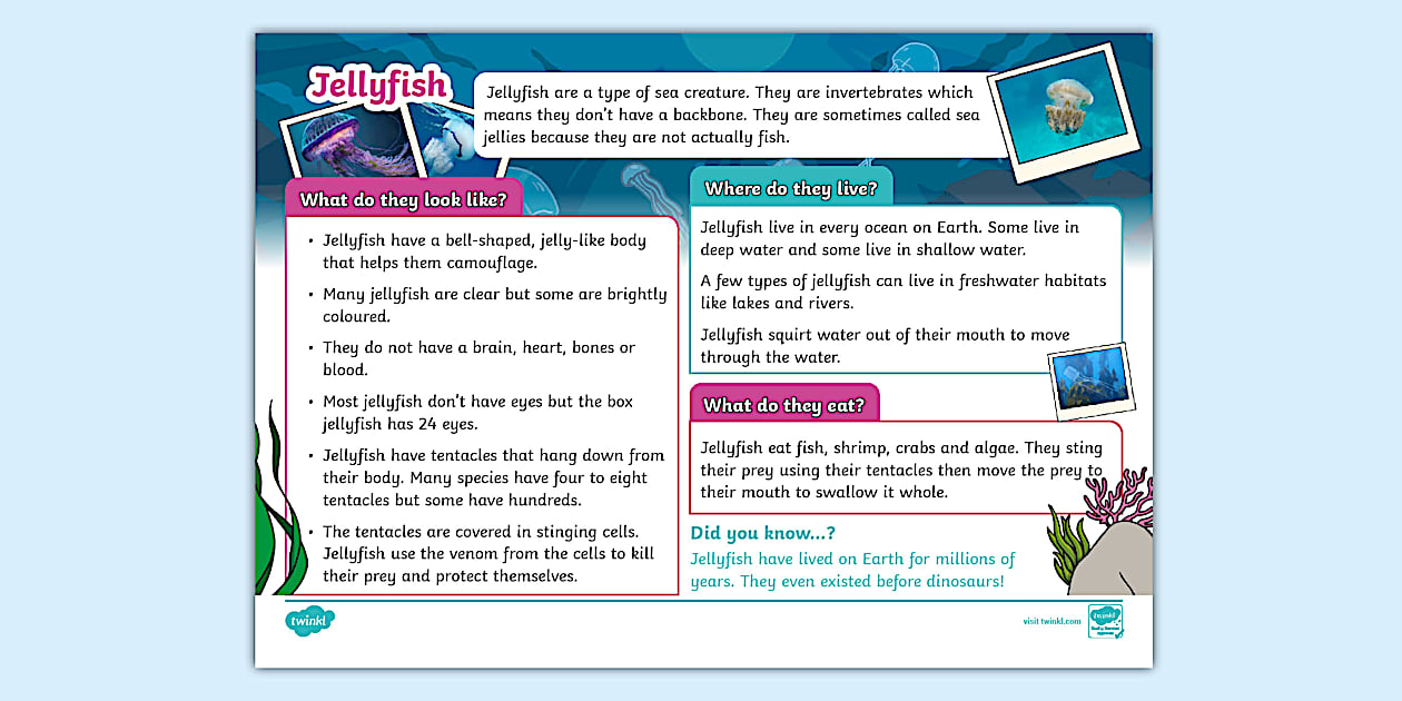 KS1 Jellyfish Fact File (teacher made) - Twinkl