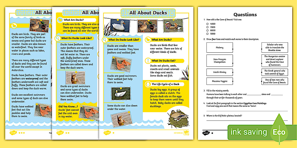KS1 All About Ducks Differentiated Reading Comprehension Activity