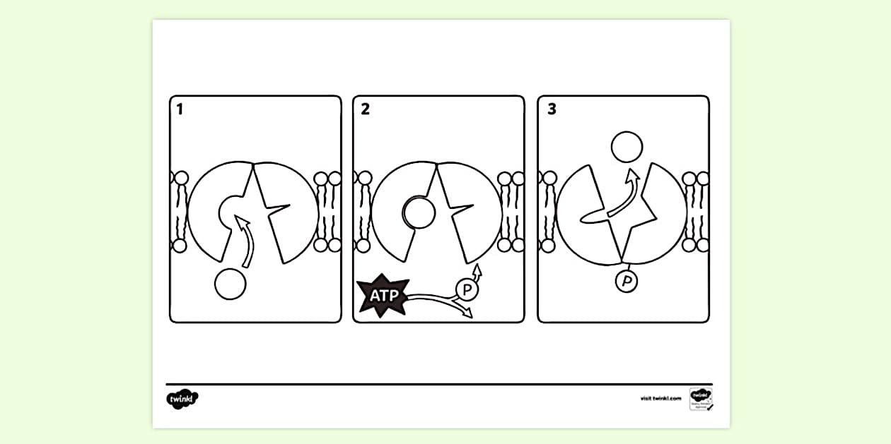 Active Transport in Cells Colouring | Colouring Sheet