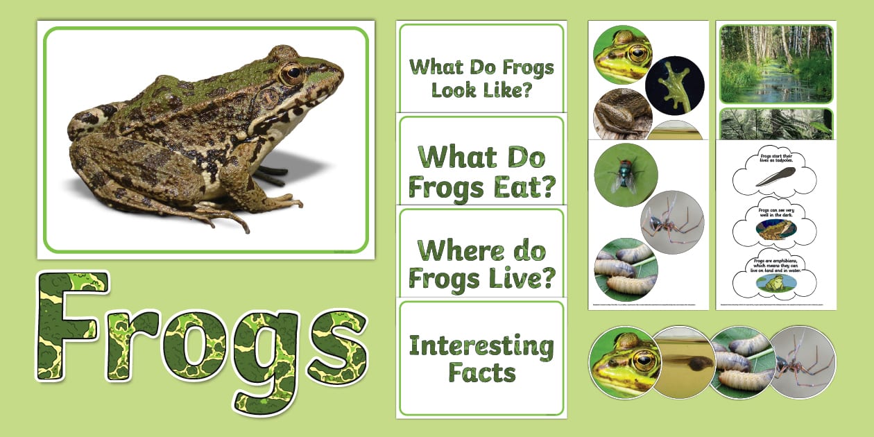 ECE Animal Inquiry Display - Frogs (teacher made) - Twinkl