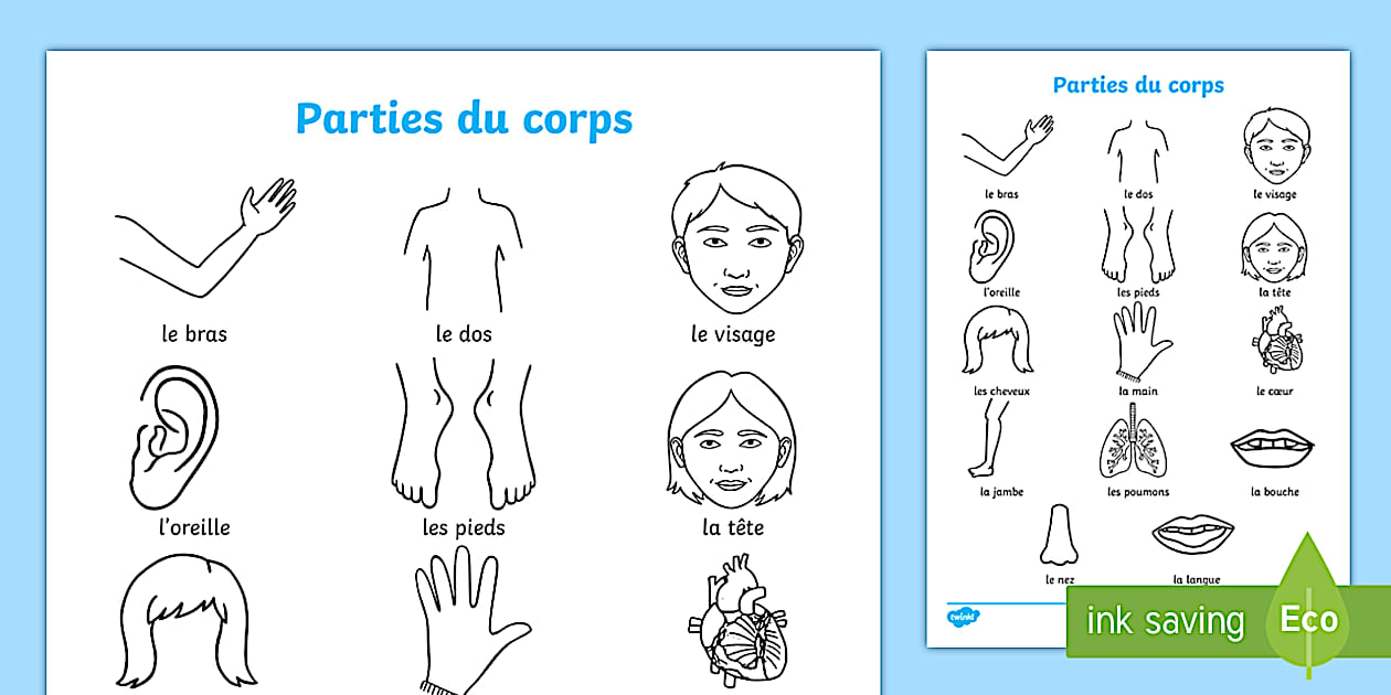 Parties du corps Dictionary Colouring Sheet French - Twinkl