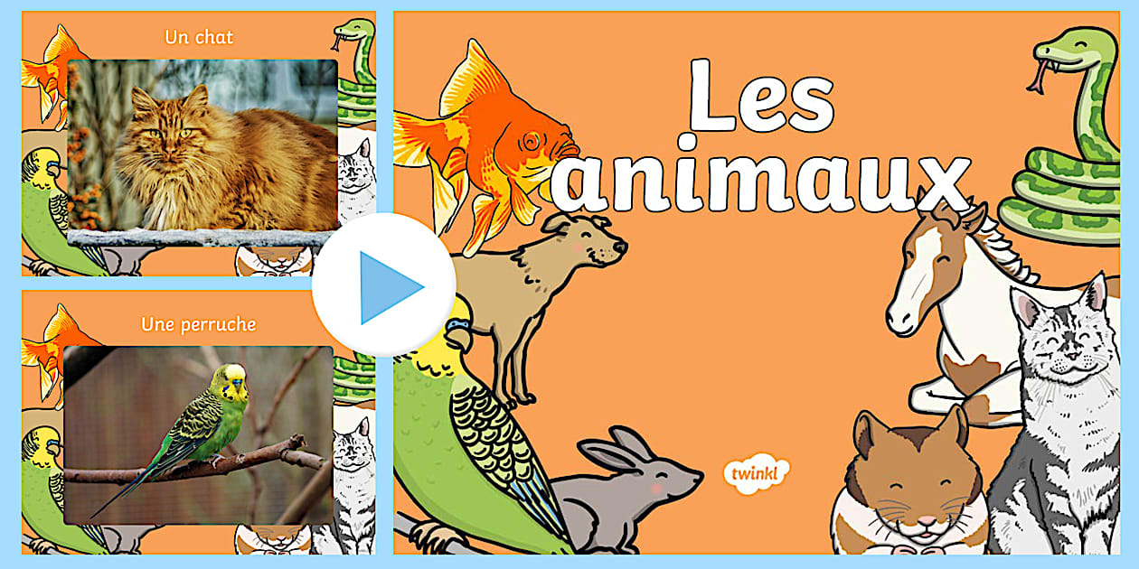 Présentation PowerPoint sur les animaux | Cycle 1 - Twinkl