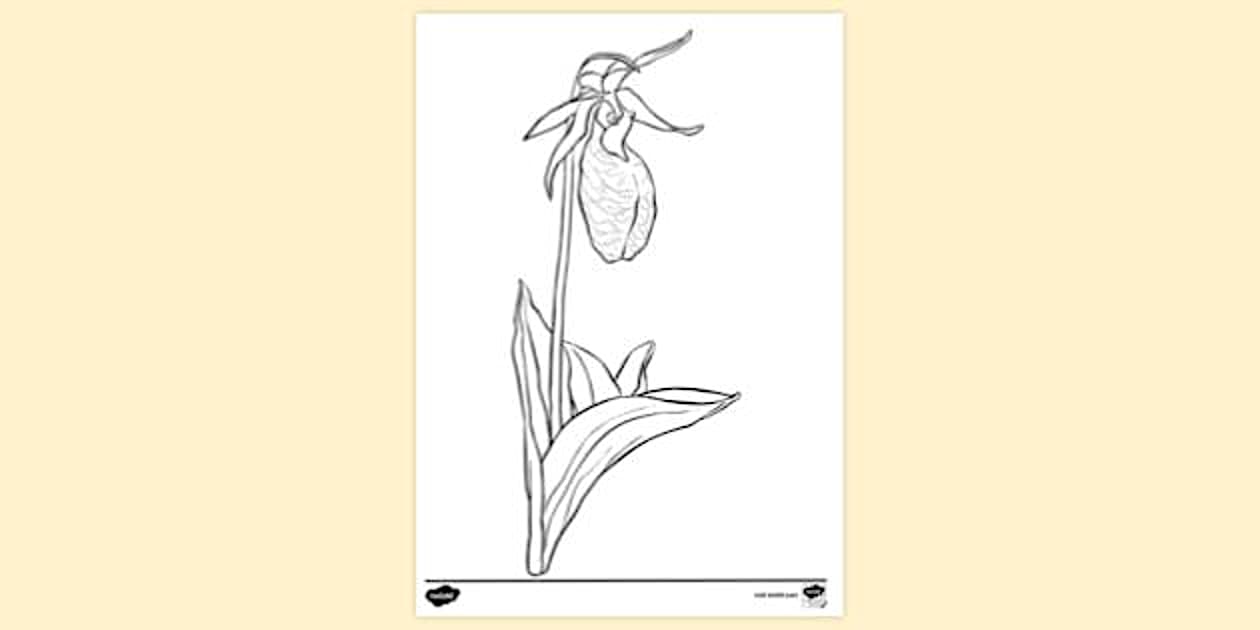 Ladys Slippers Colouring Sheet (teacher made) - Twinkl