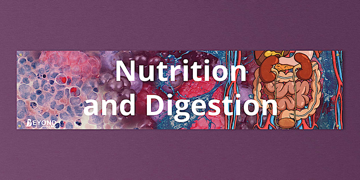 Digestion and Nutrition Banner | Save time planning - Twinkl
