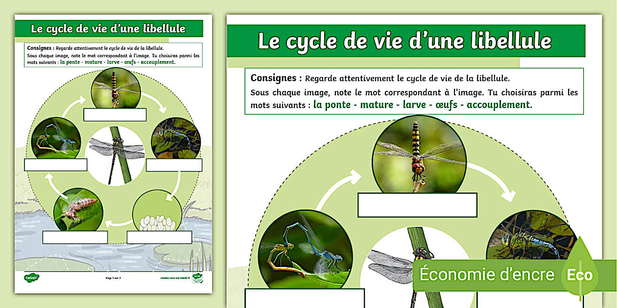 Activité sur le cycle de vie des insectes | Ressource Twinkl