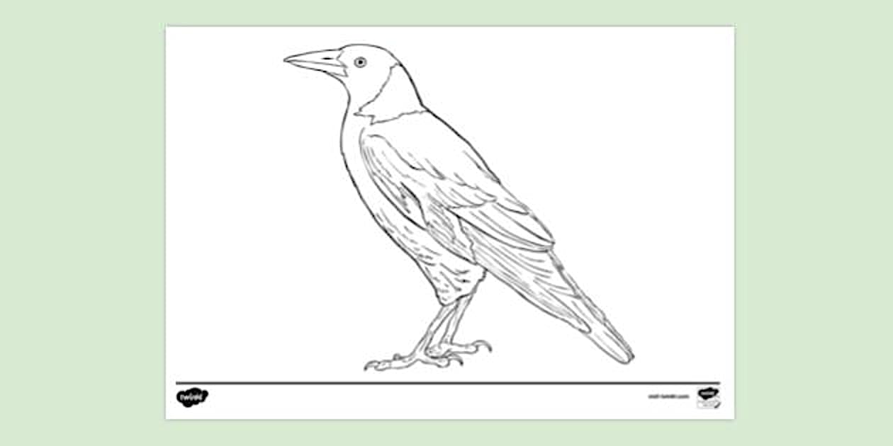 Magpie Colouring | Colouring Sheets (teacher made) - Twinkl