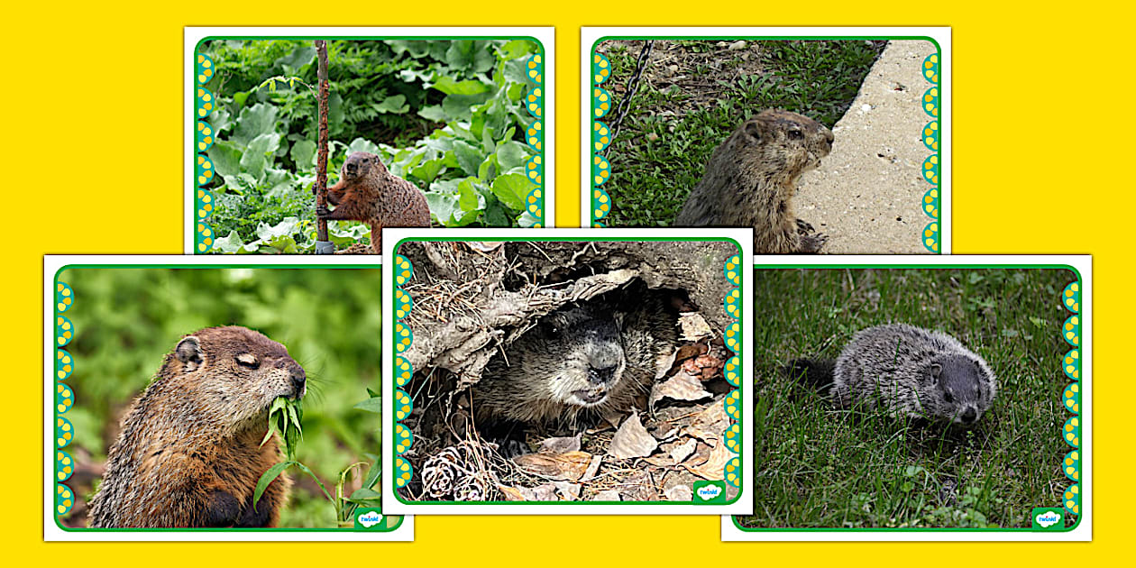 Groundhog Photos (Teacher-Made) - Twinkl