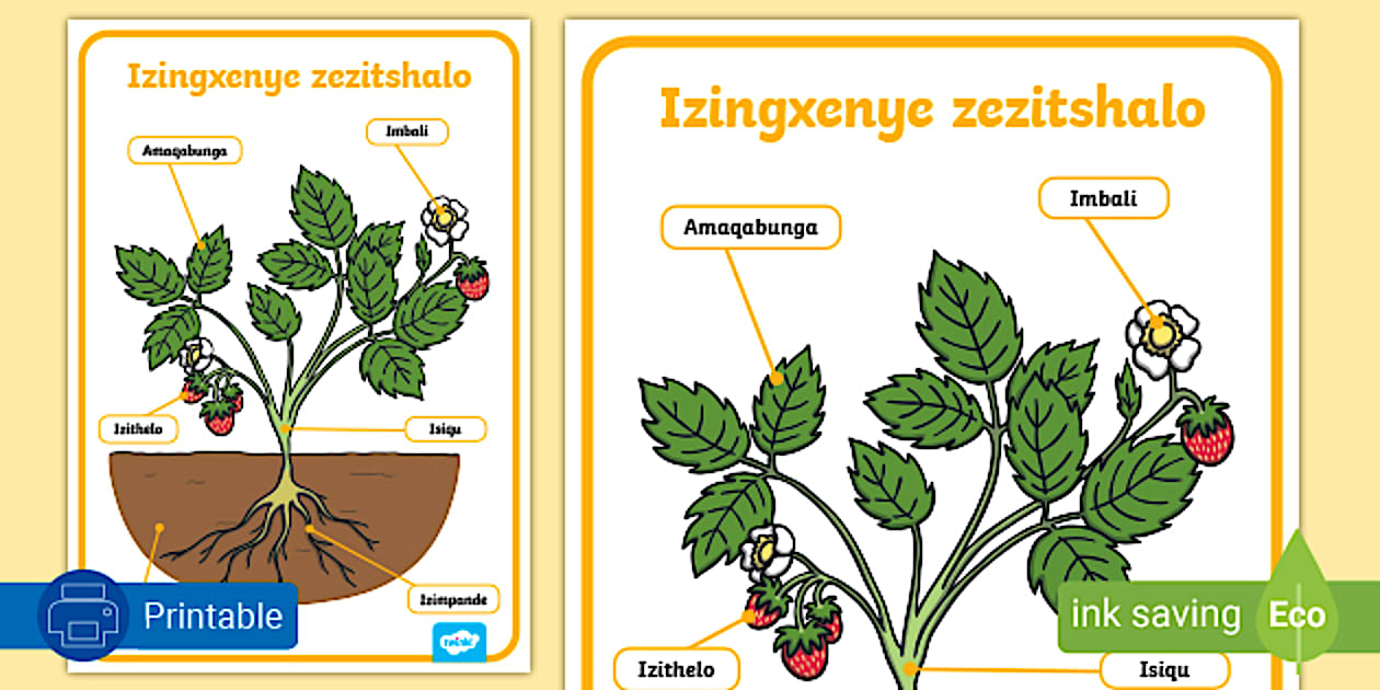 Izingxenye Zezitshalo | Plant Labelled Diagram | Zulu