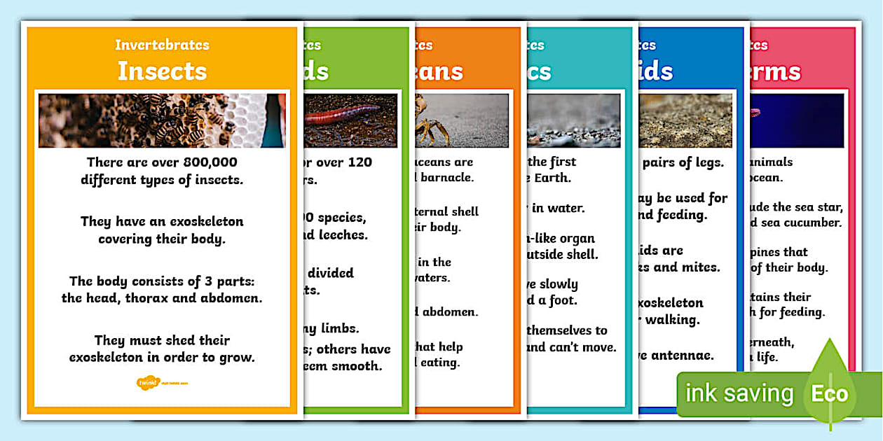 Editable Invertebrates Display Posters (teacher made)
