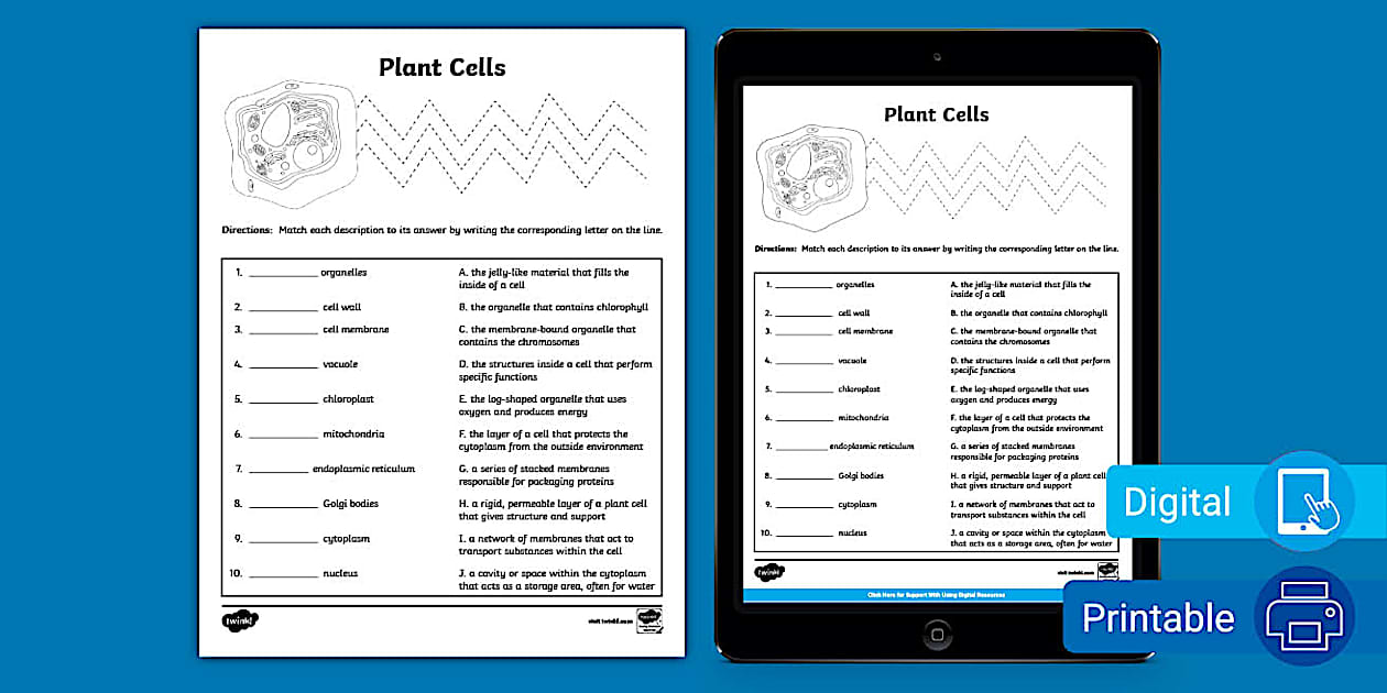 Plant Cell Worksheet Answer Key | Resource | Twinkl USA