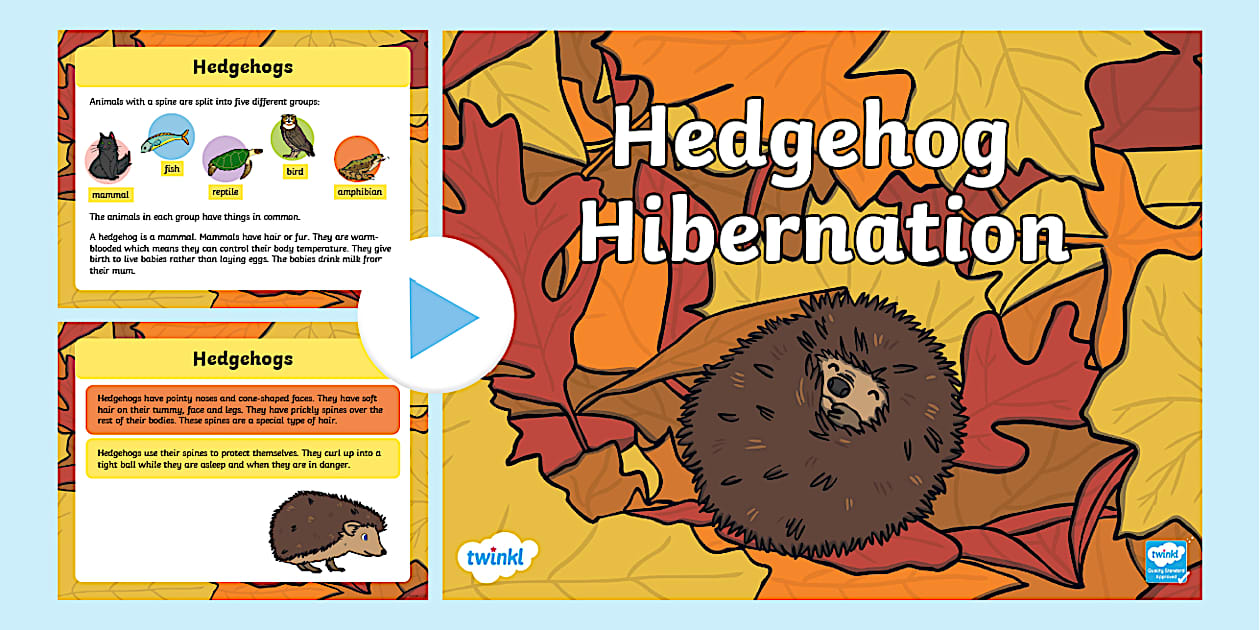 Hedgehog Hibernation PowerPoint (teacher made) - Twinkl