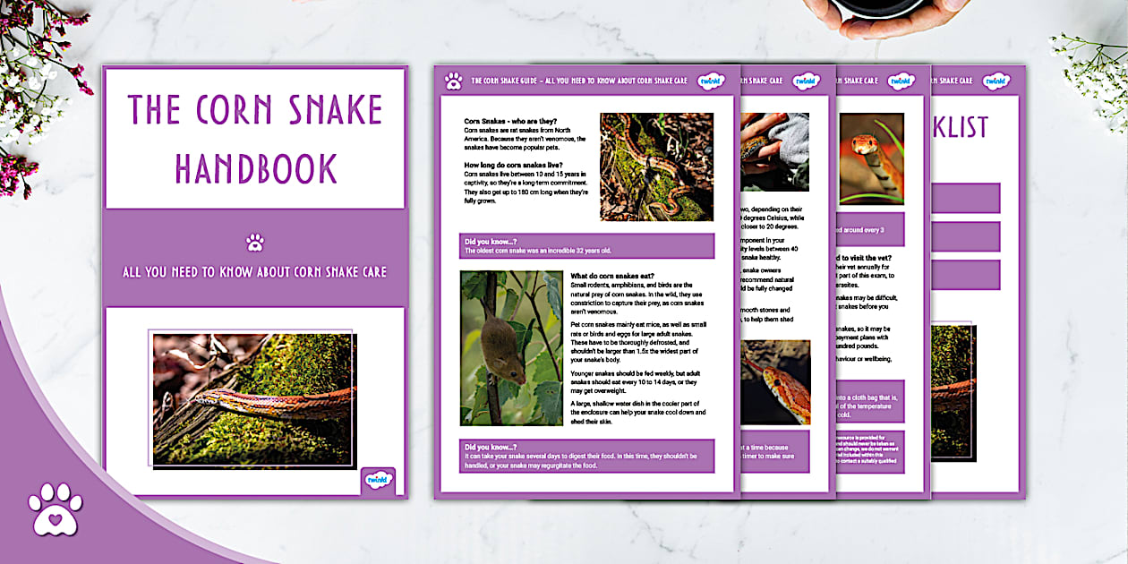 The Ultimate Corn Snake Handbook - Pet Care Guide - Pets