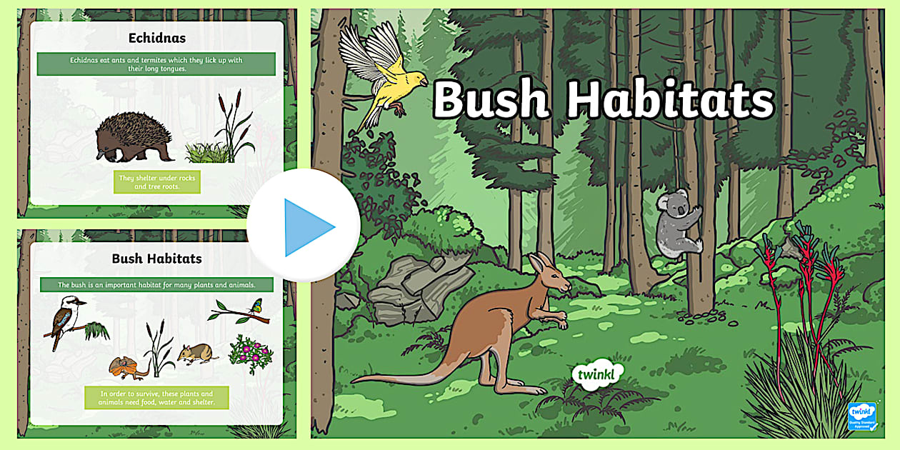 Bush Habitat PowerPoint | All About Australia | Wildlife