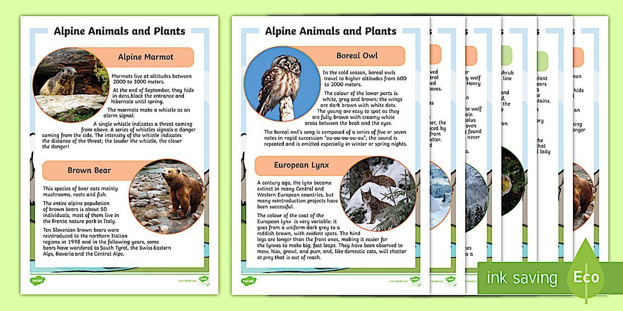 Alpine Animals and Plants Fact File - Twinkl
