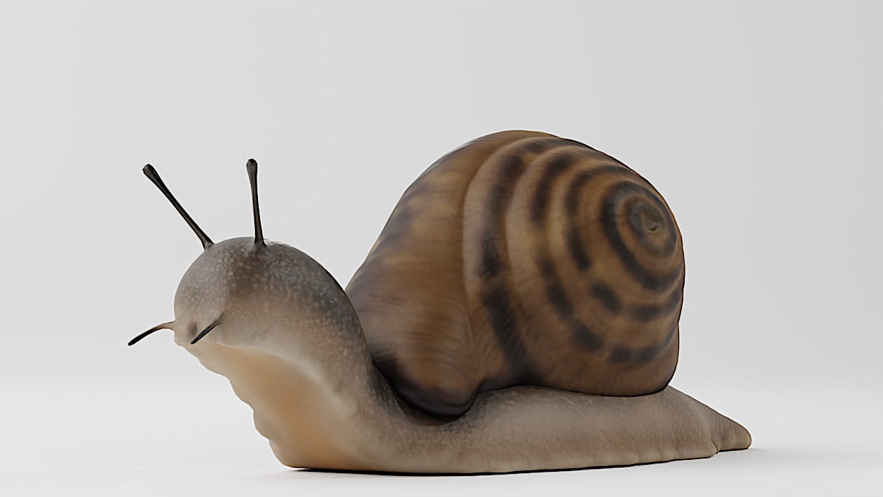 3D Model: Invertebrates - Brown-Lipped Snail (teacher made)