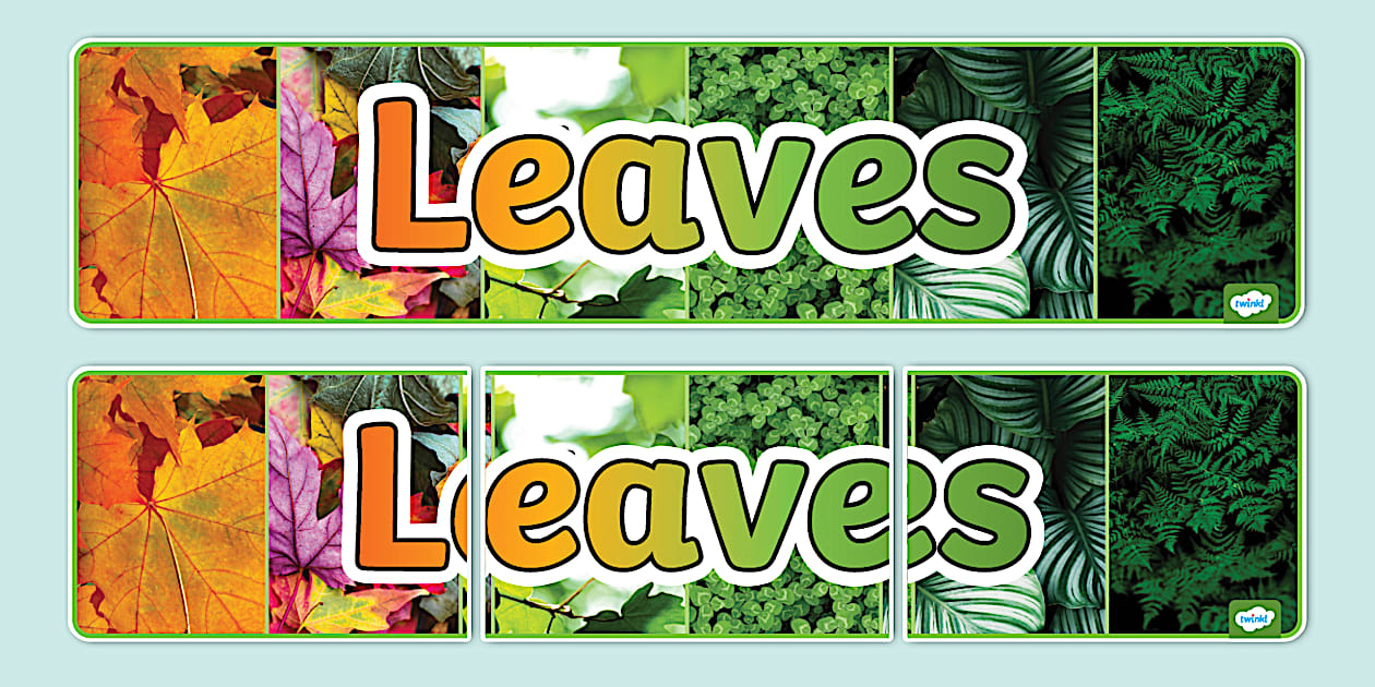 Leaves Photo Display Banner - Nature (teacher made) - Twinkl