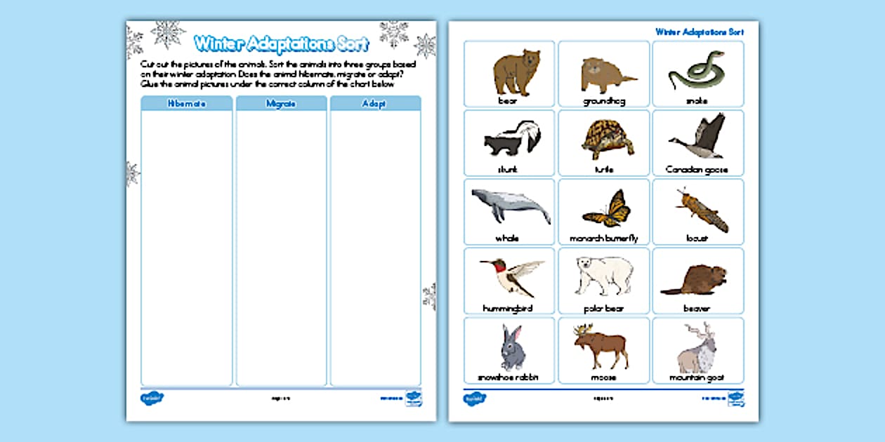 Winter Adaptations Sorting Activity (teacher made) - Twinkl
