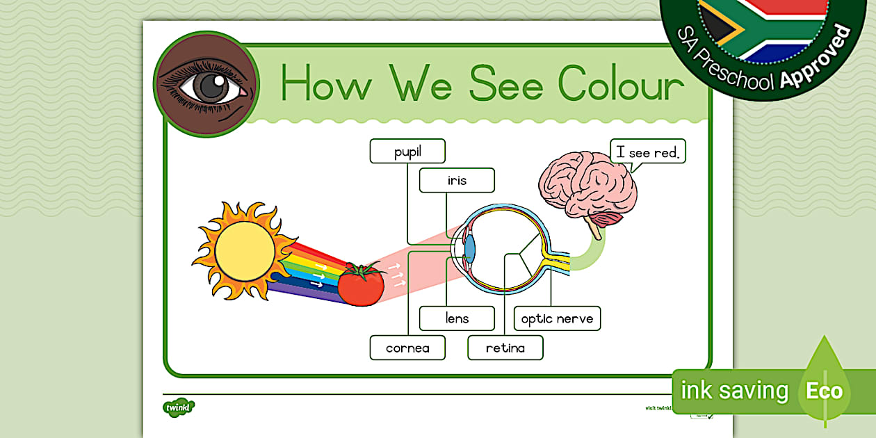 Preschool: Colours - How We See Colour - Poster